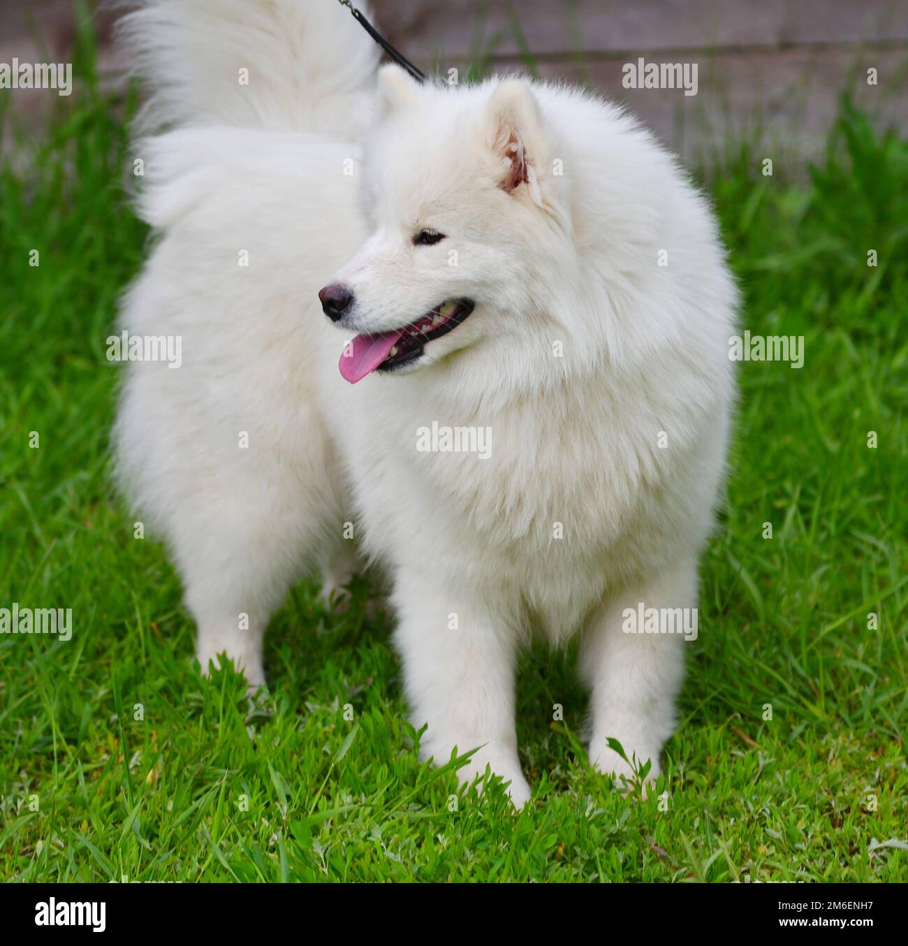 Samoyed hi-res stock photography and images - Alamy