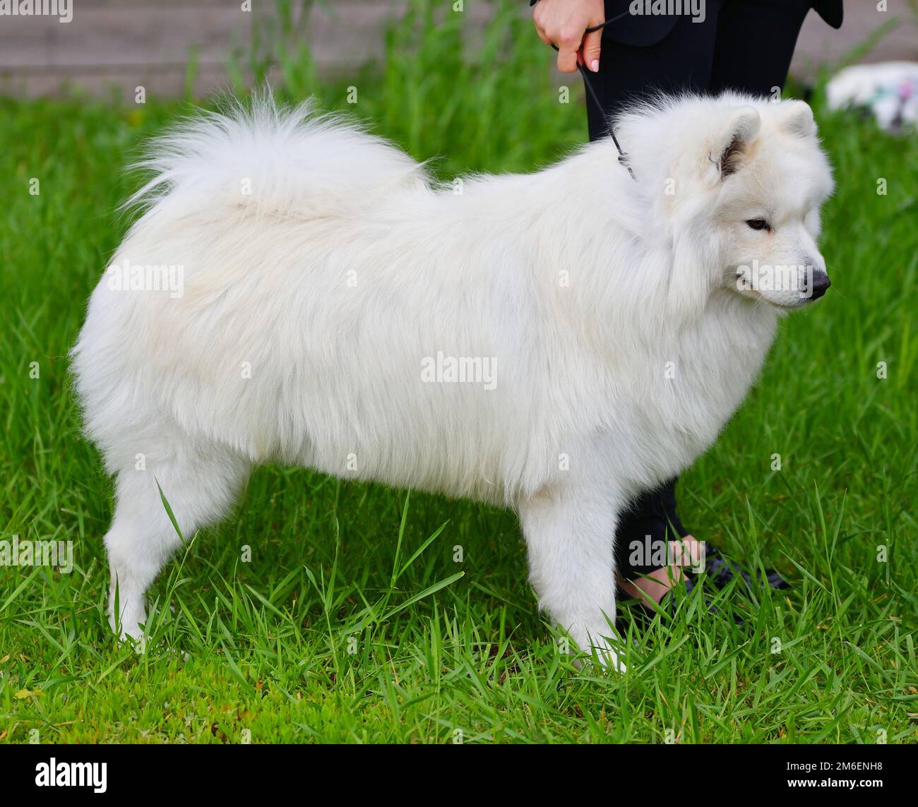Samoyed dog (Samoyed, Samoyed husky, Samoyed Spitz, sammi) on a walk on ...