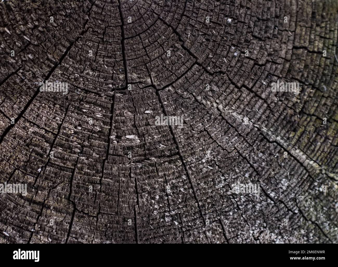 Four pointed deep slit hi-res stock photography and images - Alamy