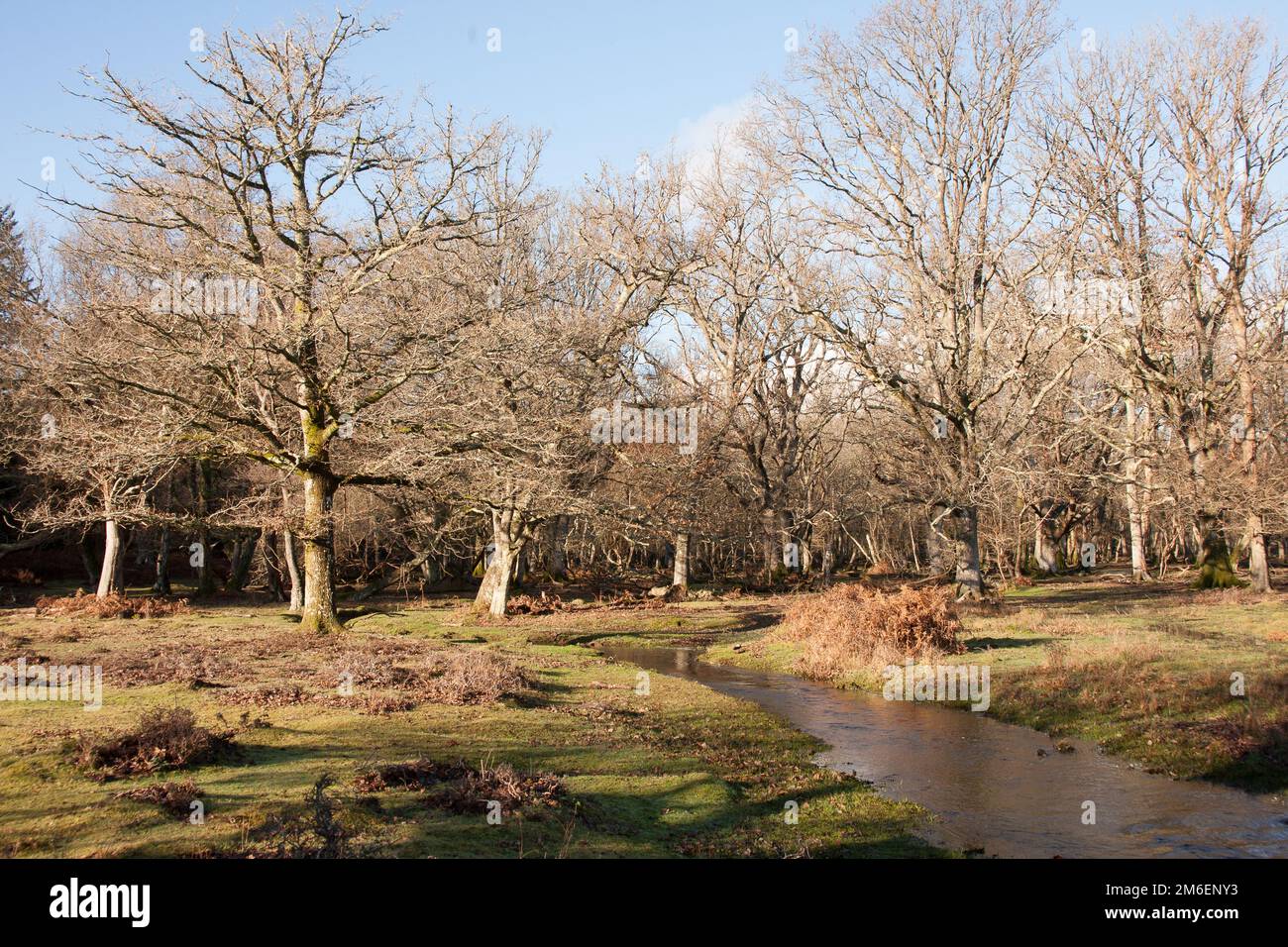 New Forest Hampshire England UK Stock Photo - Alamy