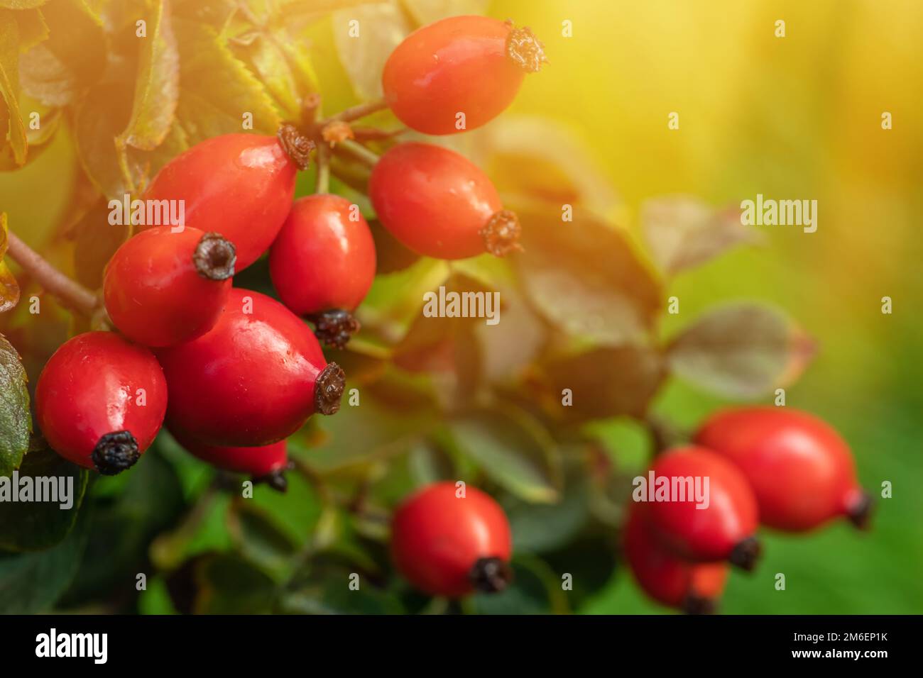 Briar Rose Rosehip in the garden. Rosa canina Stock Photo - Alamy