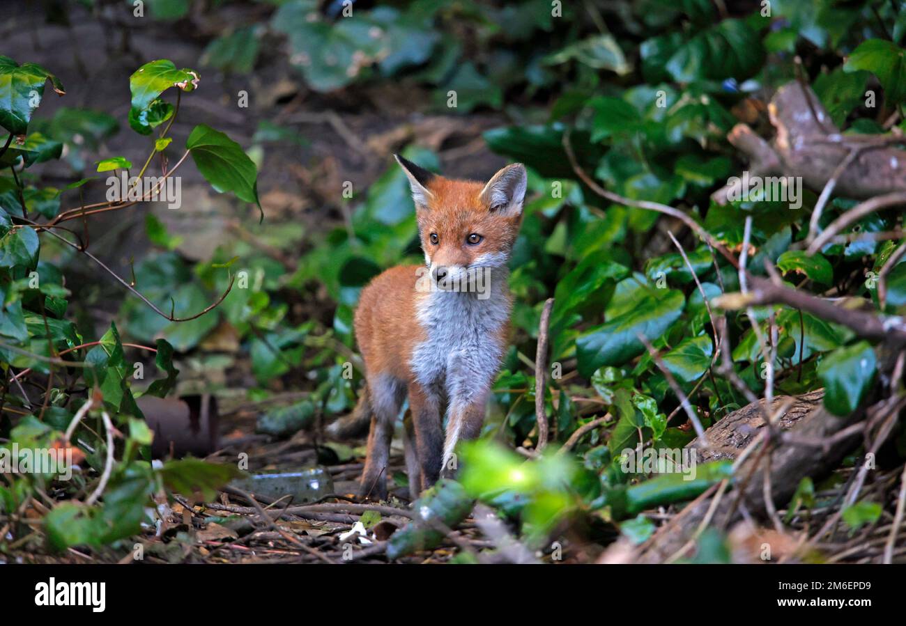 Urban fox cubs exploring the garden around their den Stock Photo - Alamy