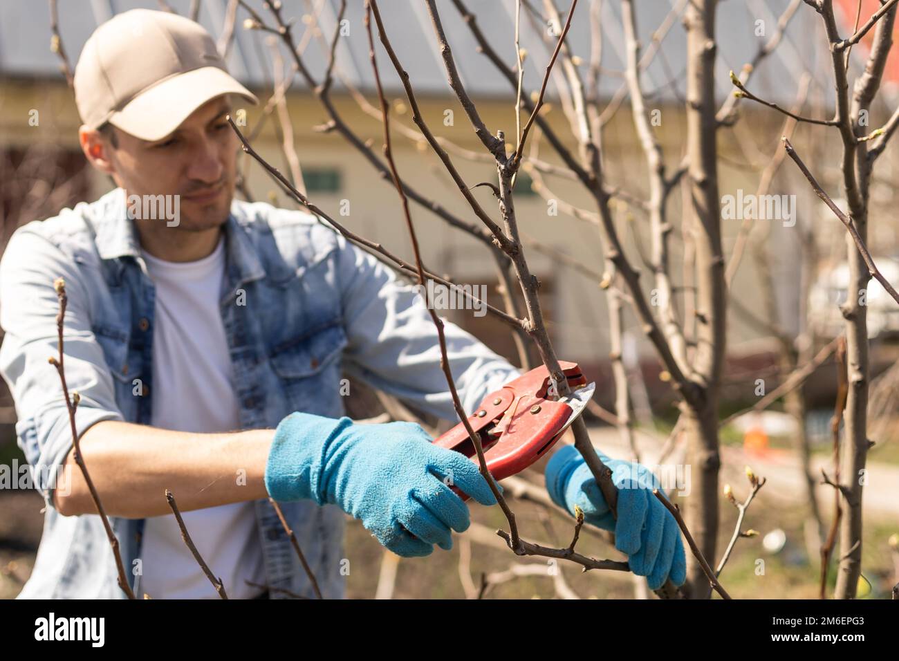 Professional male gardener prune hedge hi-res stock photography and ...
