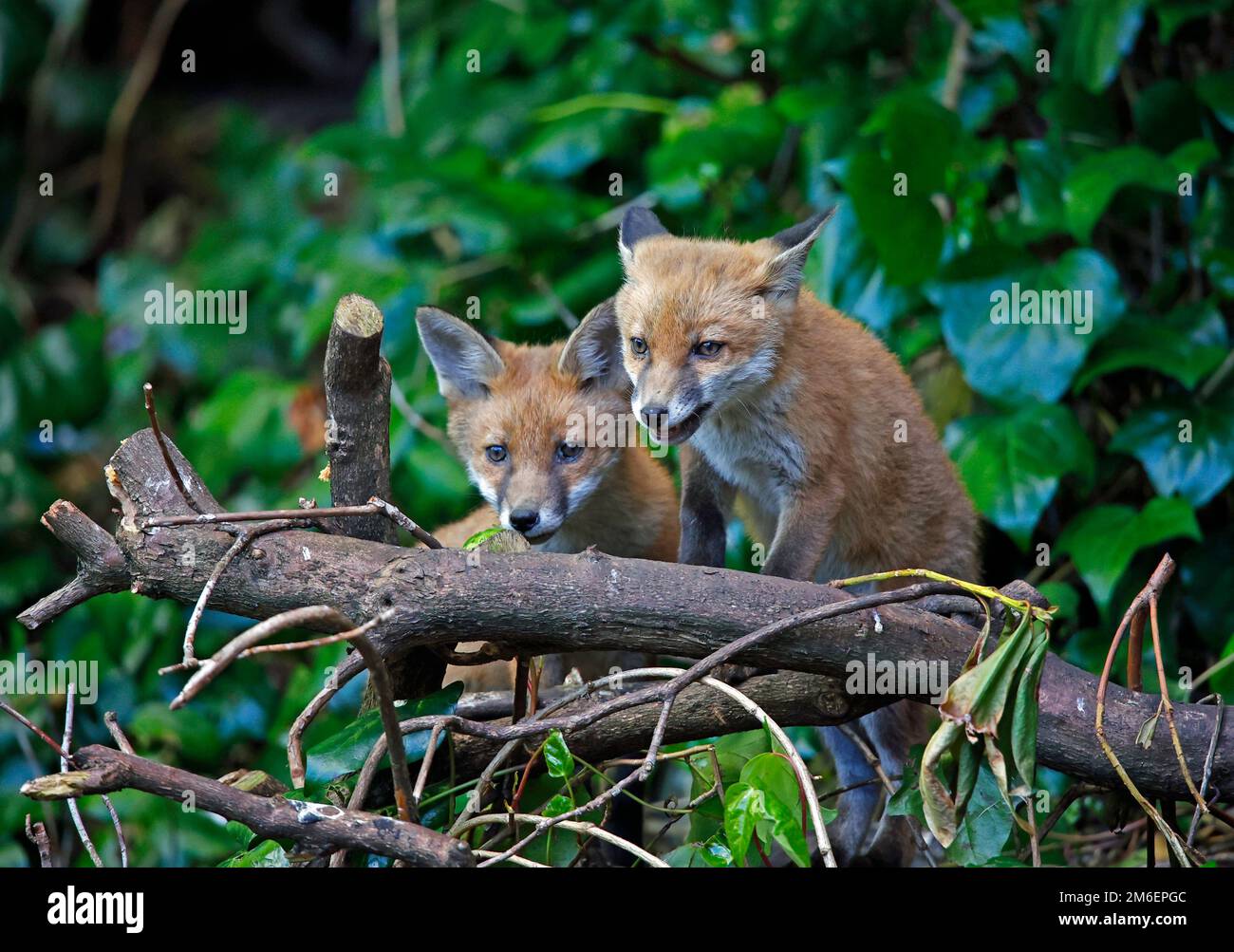 Urban fox cubs exploring the garden around their den Stock Photo - Alamy