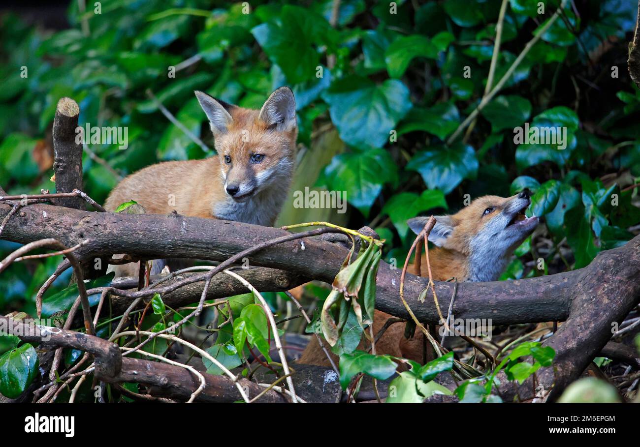 Urban fox cubs exploring the garden around their den Stock Photo - Alamy