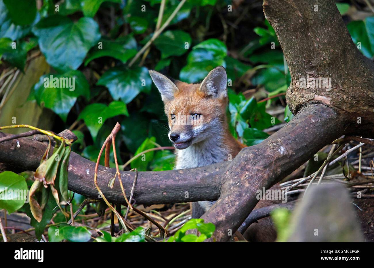 Urban fox cubs exploring the garden around their den Stock Photo - Alamy