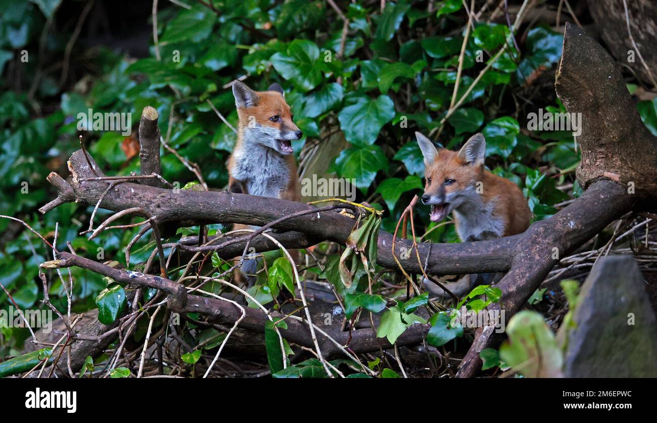 Urban fox cubs exploring the garden around their den Stock Photo - Alamy