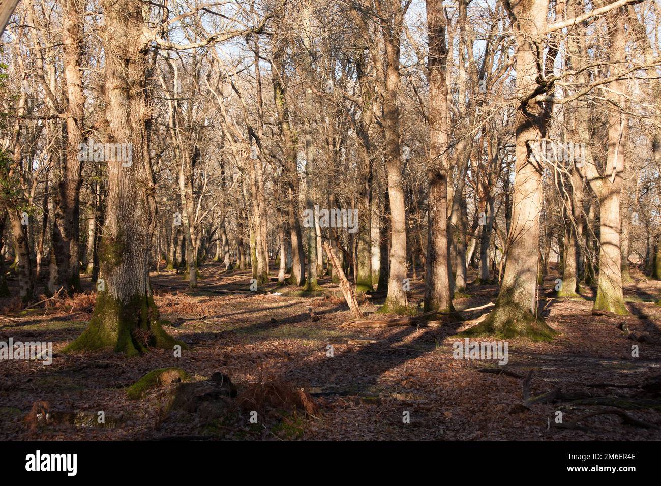 New Forest Hampshire England UK Stock Photo - Alamy