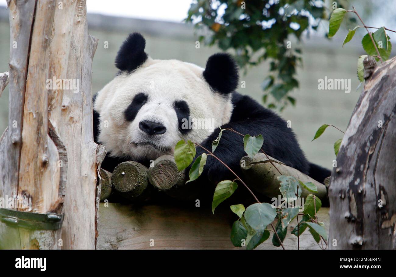 File photo dated 22/09/14 of female panda Tian Tian in her enclosure at ...