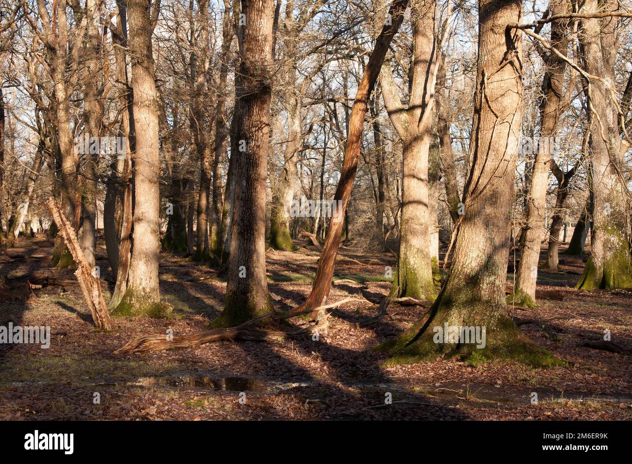 New Forest Hampshire England UK Stock Photo - Alamy