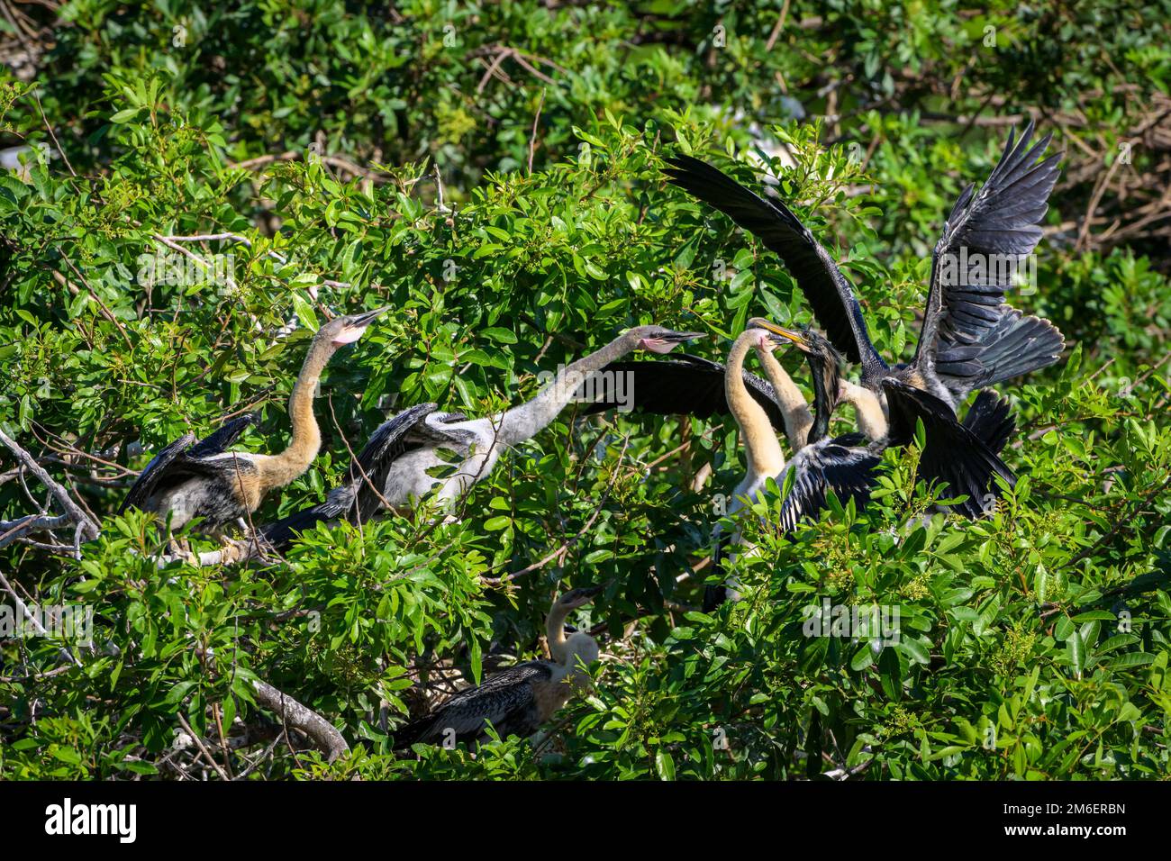 Anhinga (Anhinga anhinga) feeding young with lot of fighting in nest ...