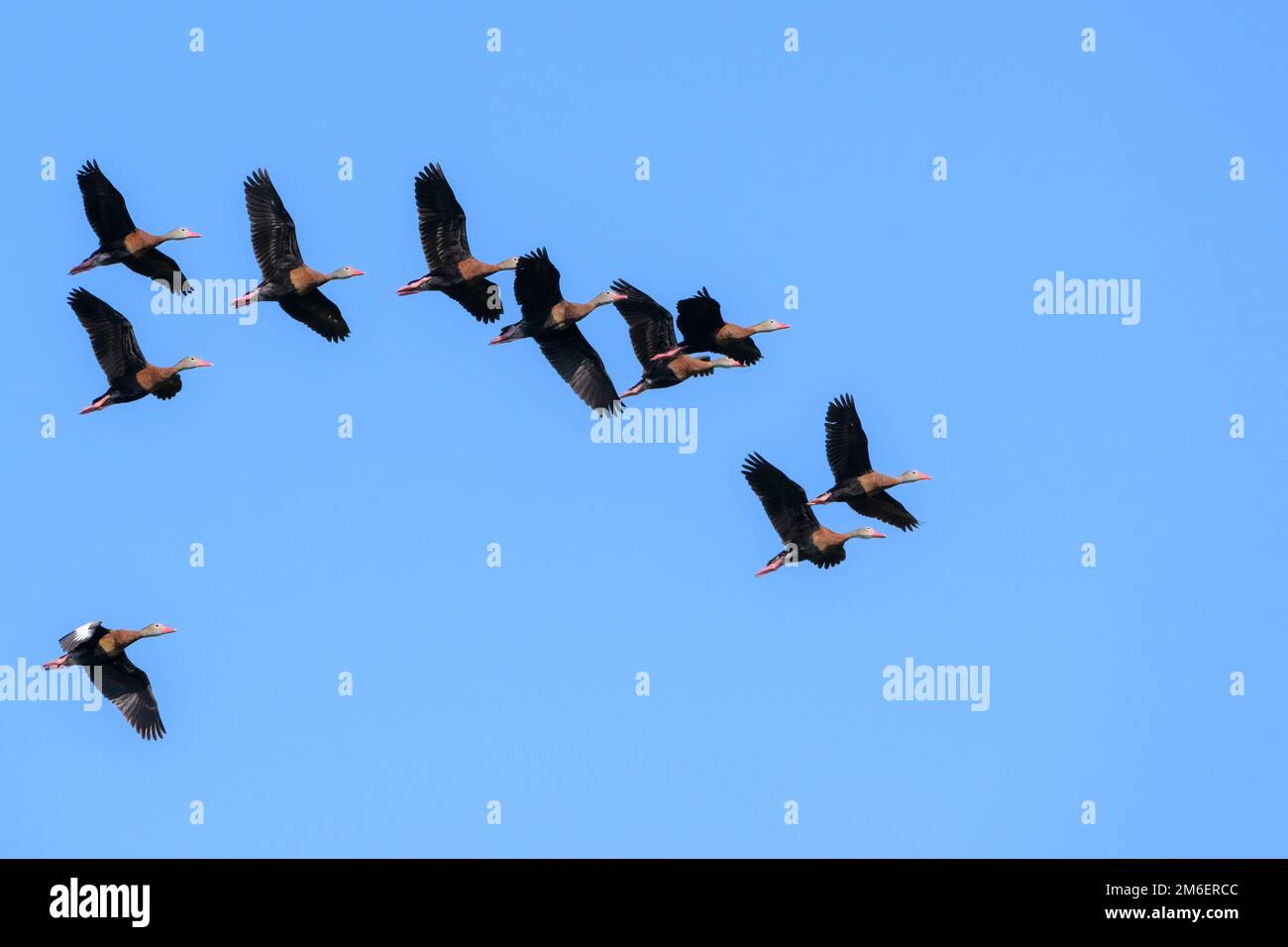 Black-bellied Whistling-Duck (Dendrocygna autumnalis) flock flying with ...