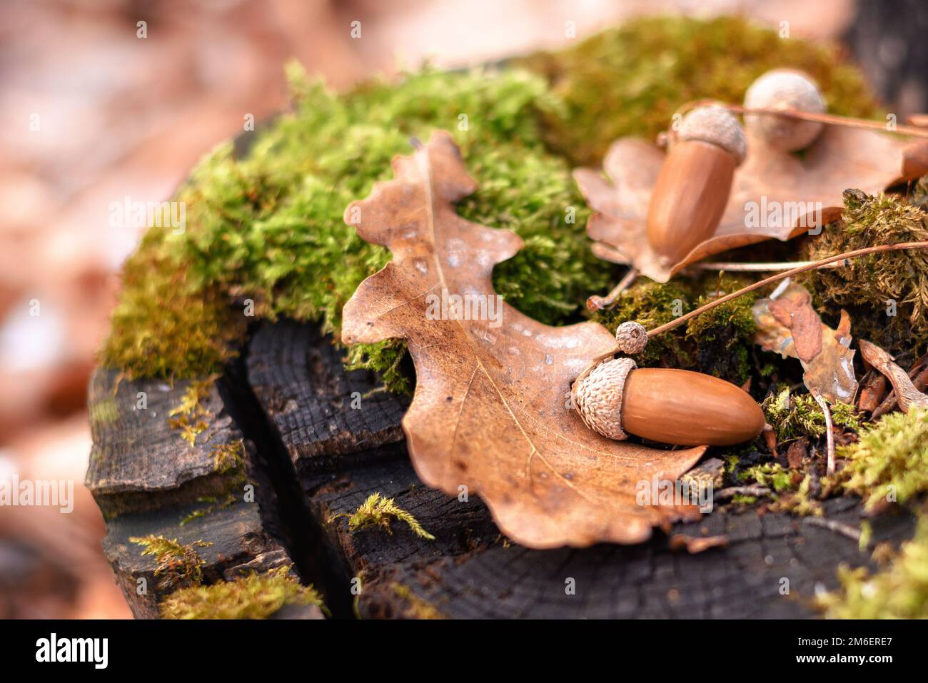 Acorns oak leaves on hi-res stock photography and images - Alamy