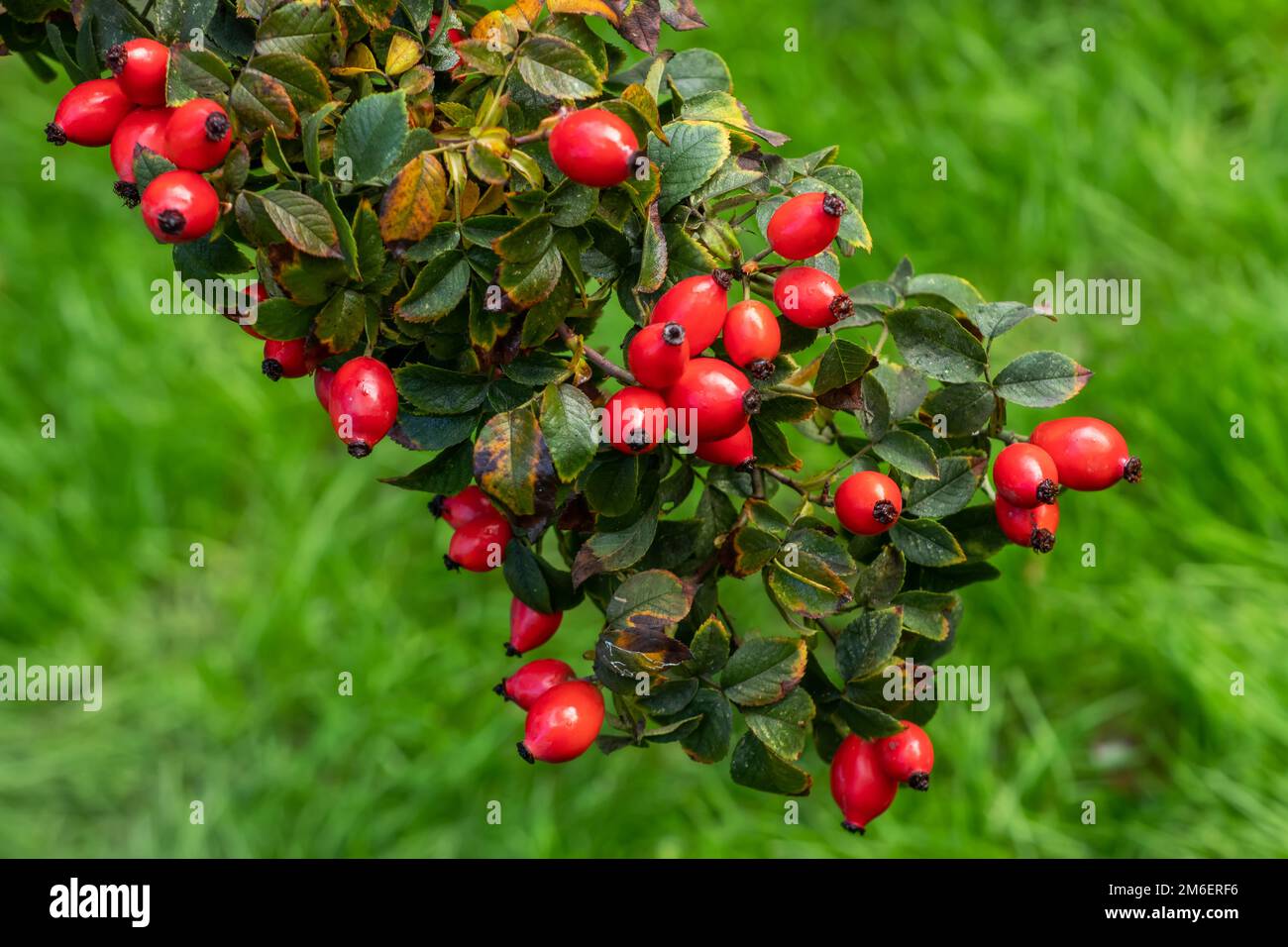 Branches of ripe rose hips in the garden Stock Photo - Alamy