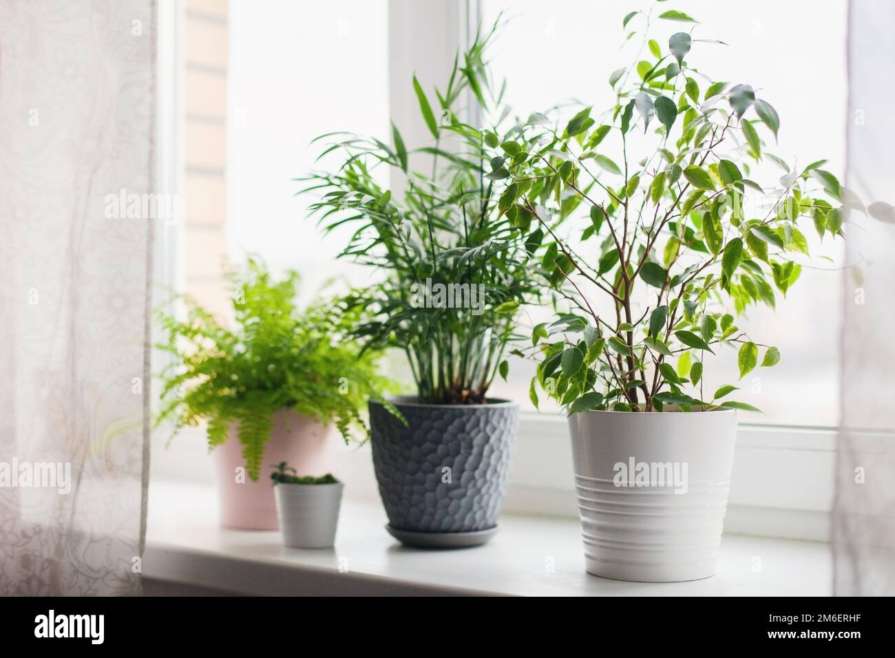 Fern nephrolepsis, ficus, succulents and palm Hamedorea Stock Photo - Alamy
