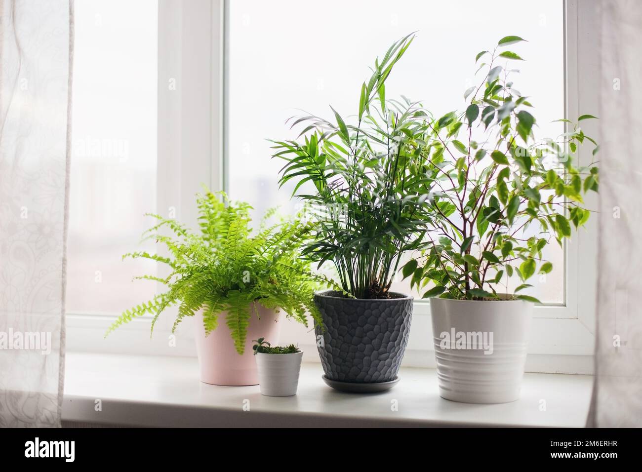 Fern nephrolepsis, ficus, succulents and palm Hamedorea Stock Photo - Alamy