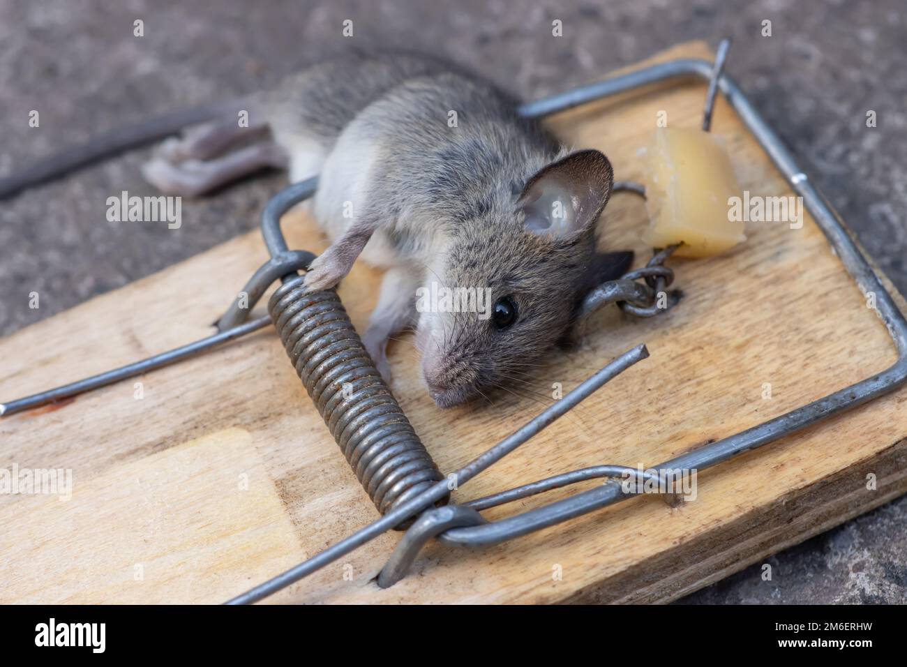 Dead house mouse in a mousetrap on a grey background Stock Photo - Alamy