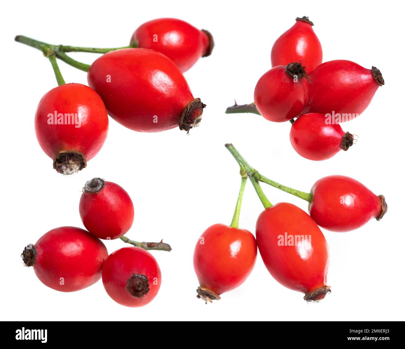 Twigs of rose hips on white background Stock Photo - Alamy