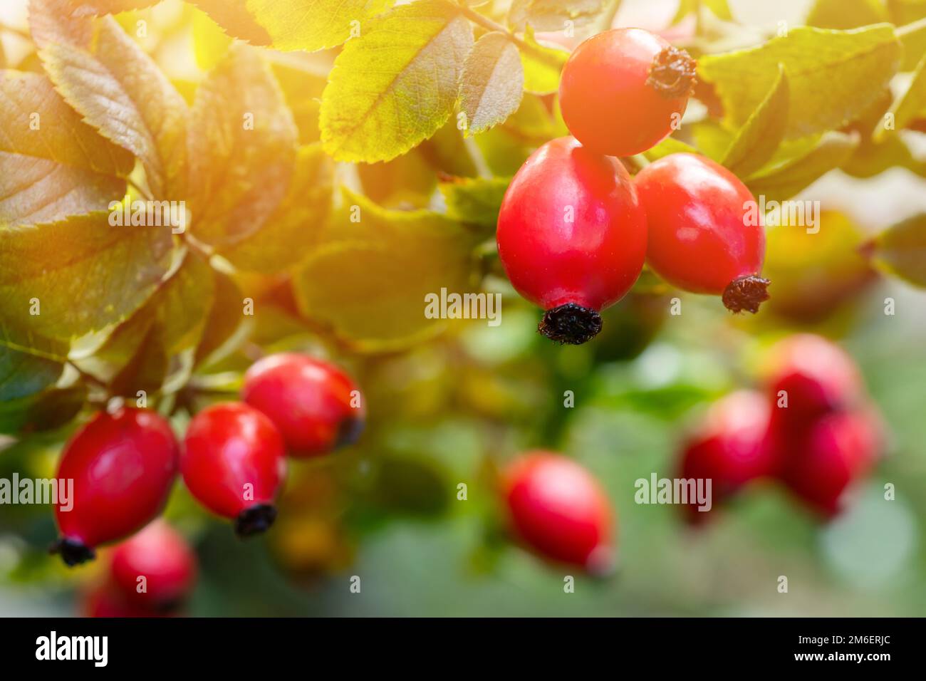 Briar Rose Rosehip in the garden. Rosa canina Stock Photo - Alamy