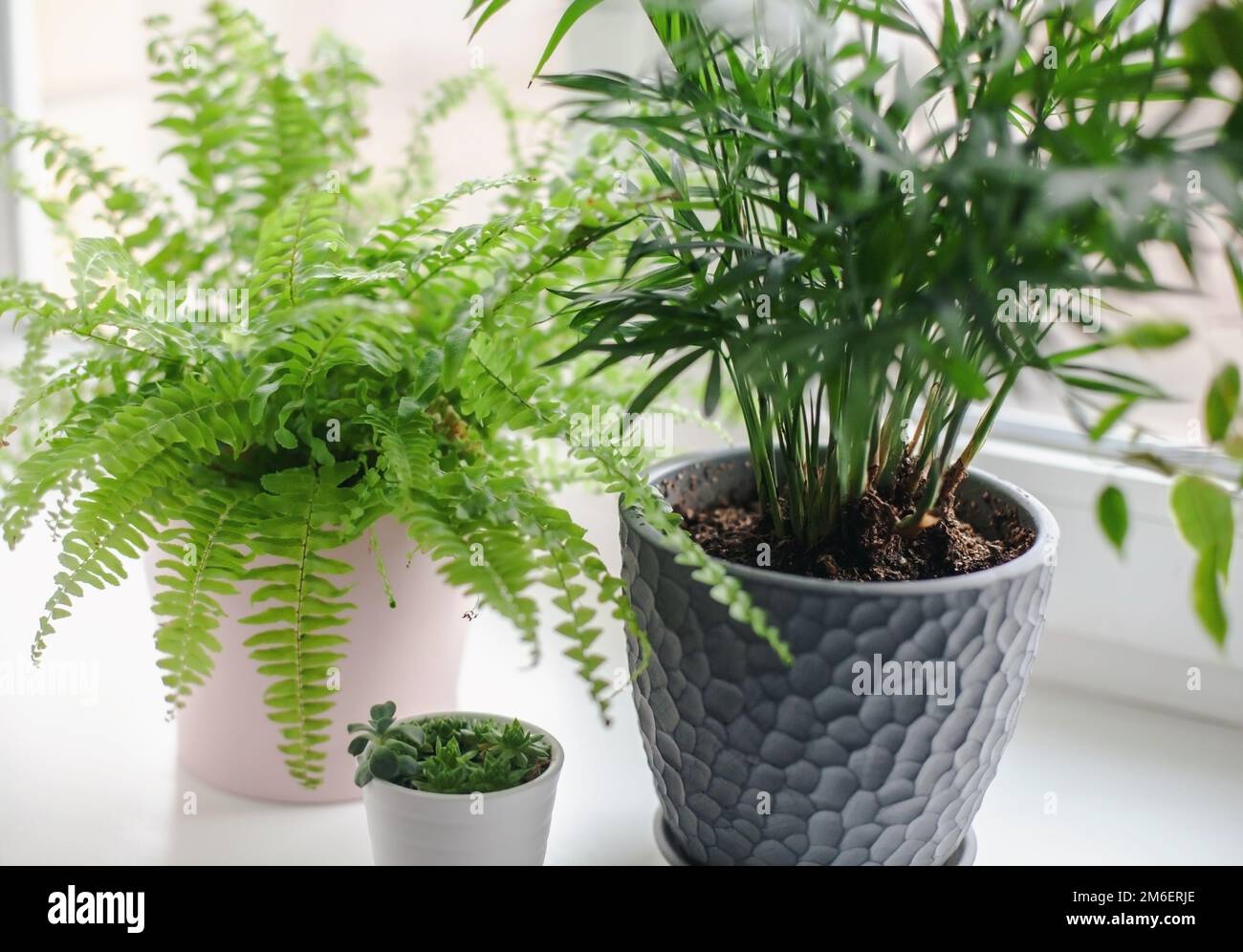 Fern nephrolepsis, ficus, succulents and palm Hamedorea Stock Photo - Alamy