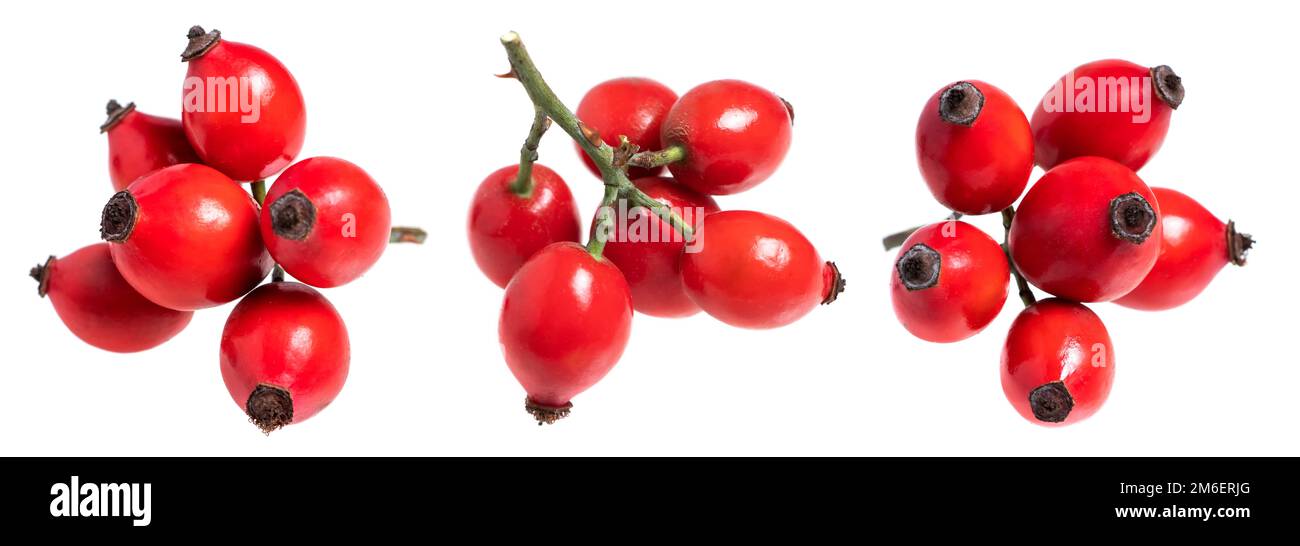 Rose hips isolated on white, top view. Collection Stock Photo - Alamy