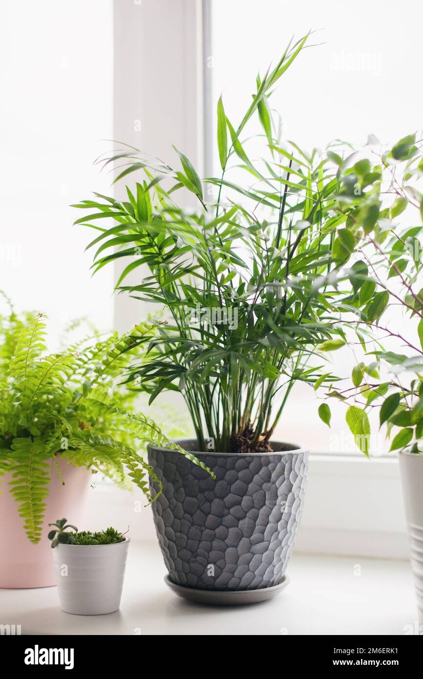 Fern nephrolepsis, ficus, succulents and palm Hamedorea Stock Photo - Alamy