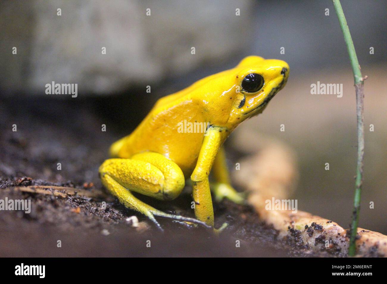 Terrible poison dart frog (Phyllobates bilis Stock Photo - Alamy