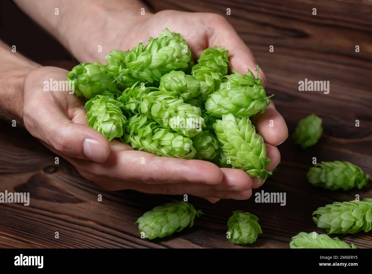 Man hands with ripe green hop cones over aged wooden desk surface Stock ...