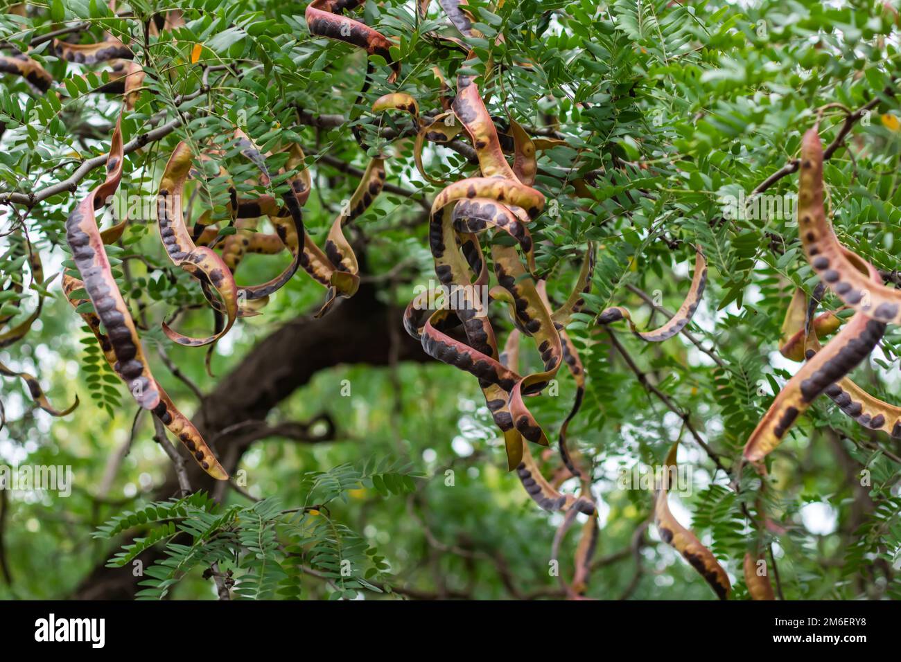 Acacia tree. acacia seed pod on tree in autumn Stock Photo - Alamy