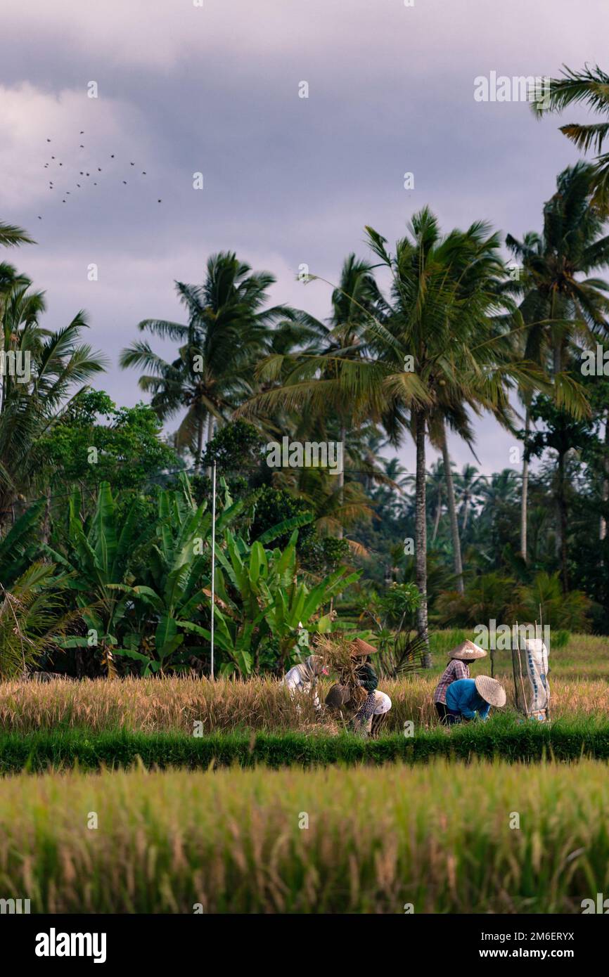 Tegalang rice field hi-res stock photography and images - Alamy