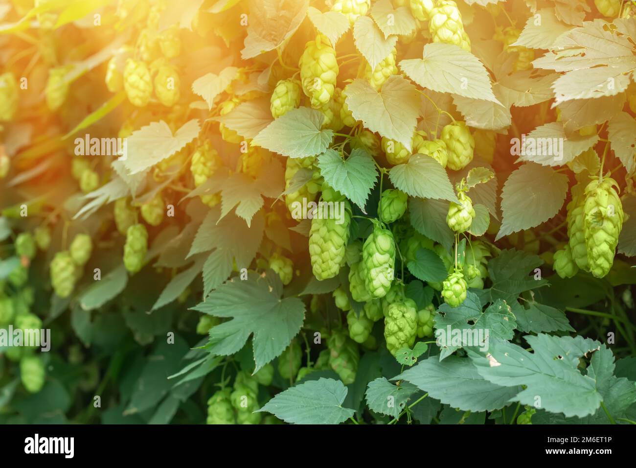 Green fresh hop cones for making beer and bread closeup, agricultural ...