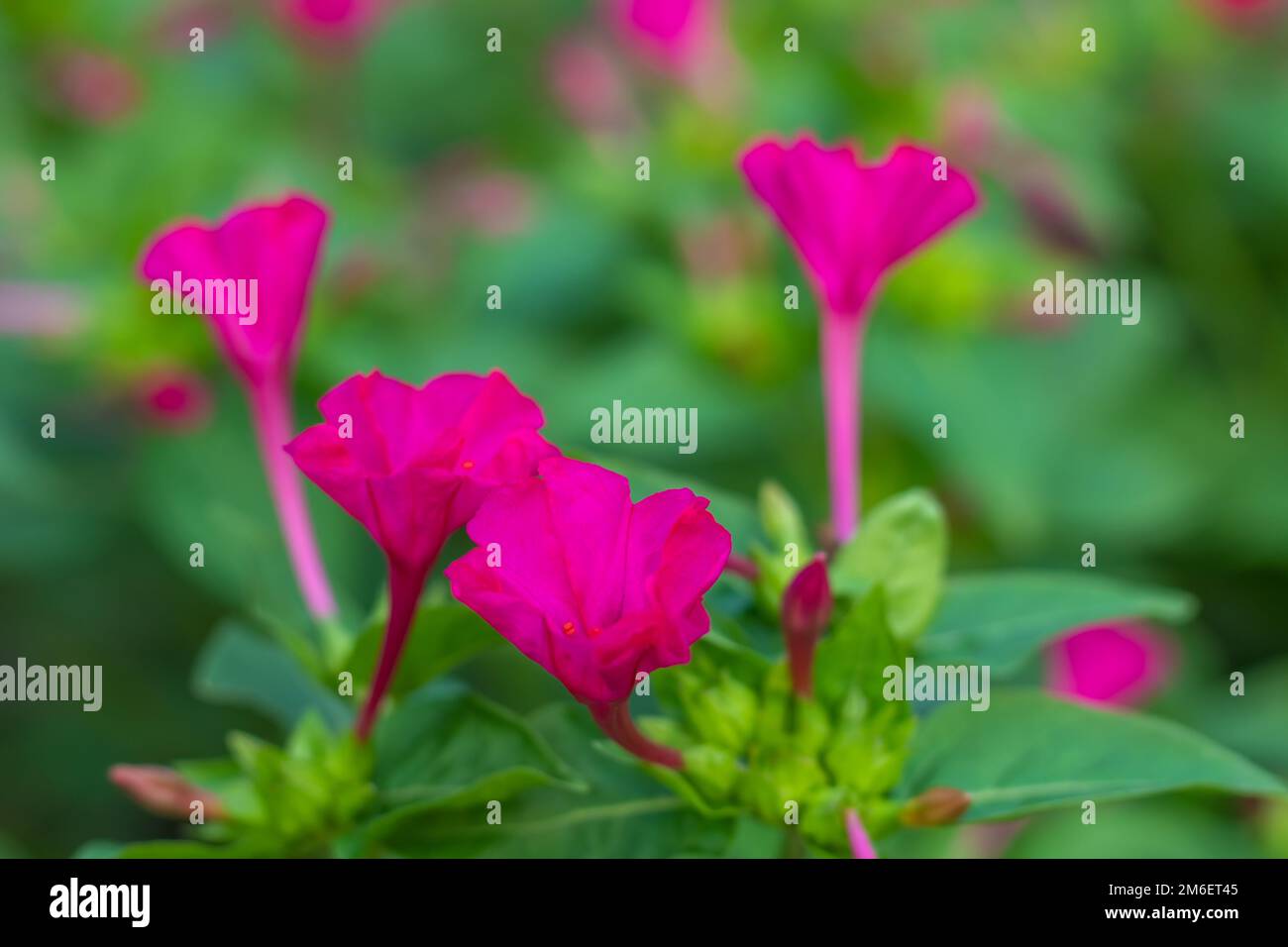 Mirabilis jalapa or a four-hour flower, is the most common ornamental ...