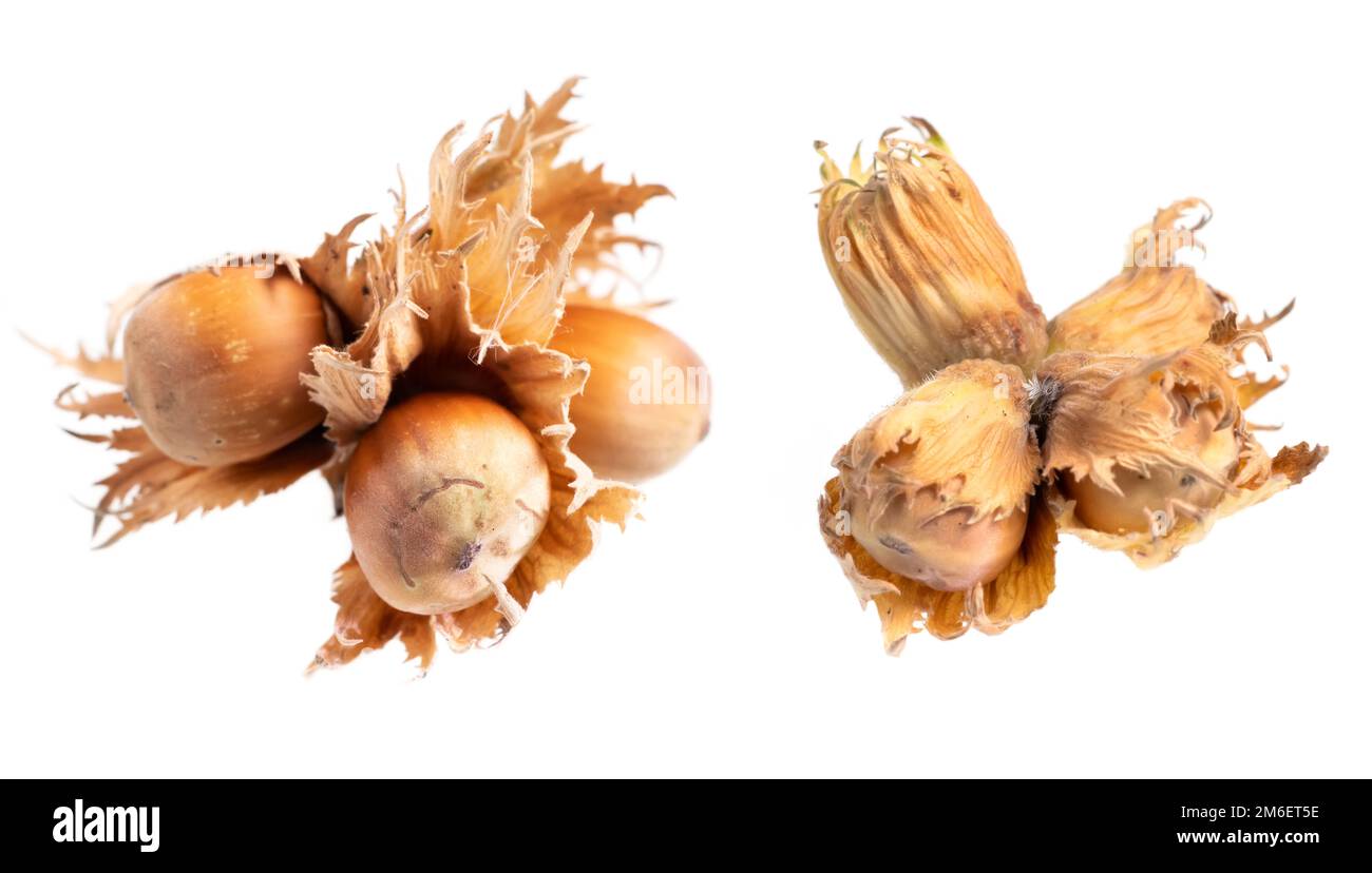 Forest nuts hazel nuts isolated on white background Stock Photo - Alamy
