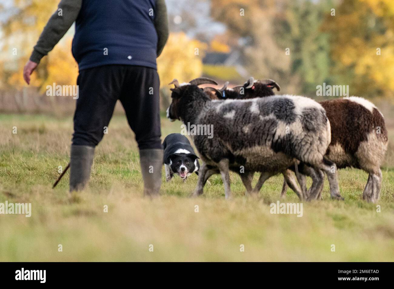 Jacob Sheep being herded by inexperienced sheep dog during Kippen ...