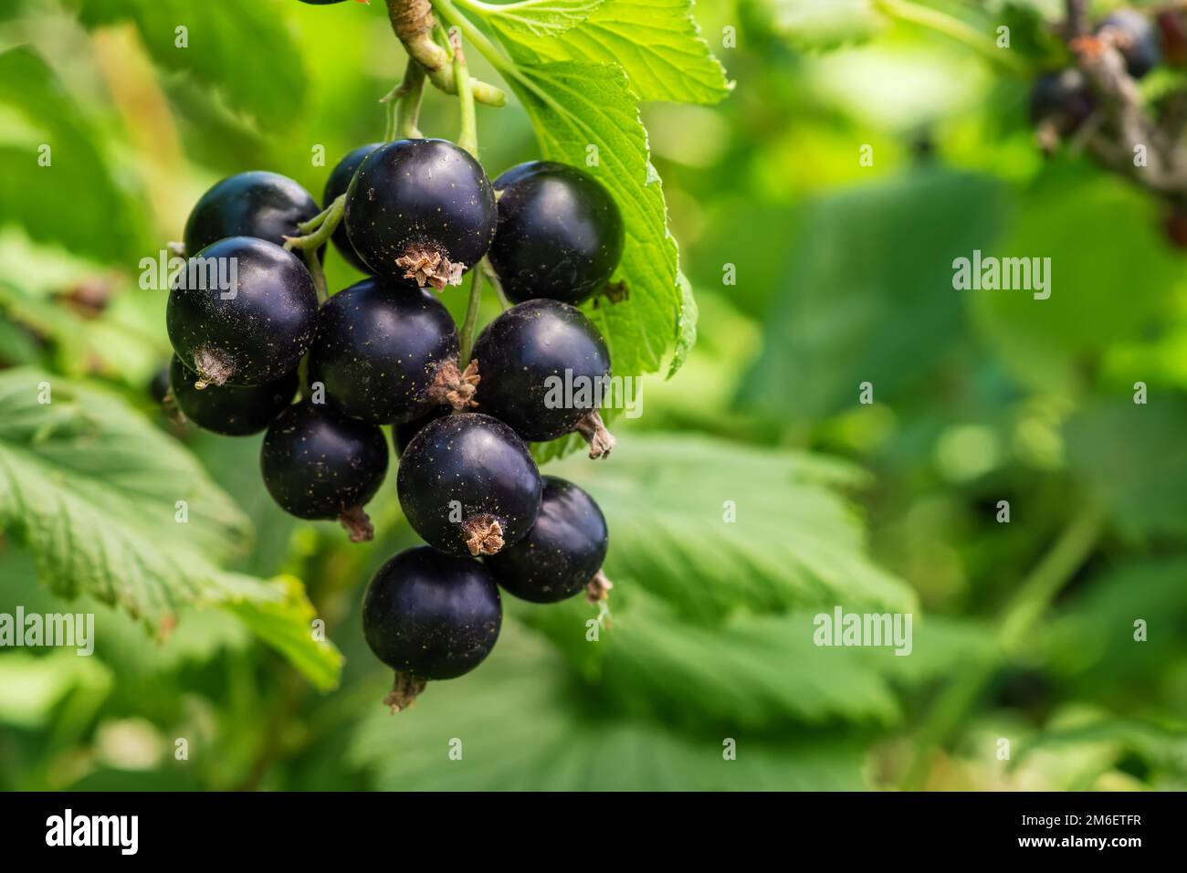 Bush of black currant with ripe bunches of berries and leaves on ...