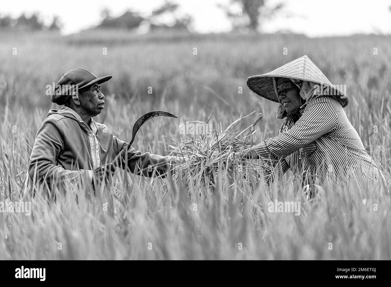 a couple of balinese women helping each other while harvesting in rice ...