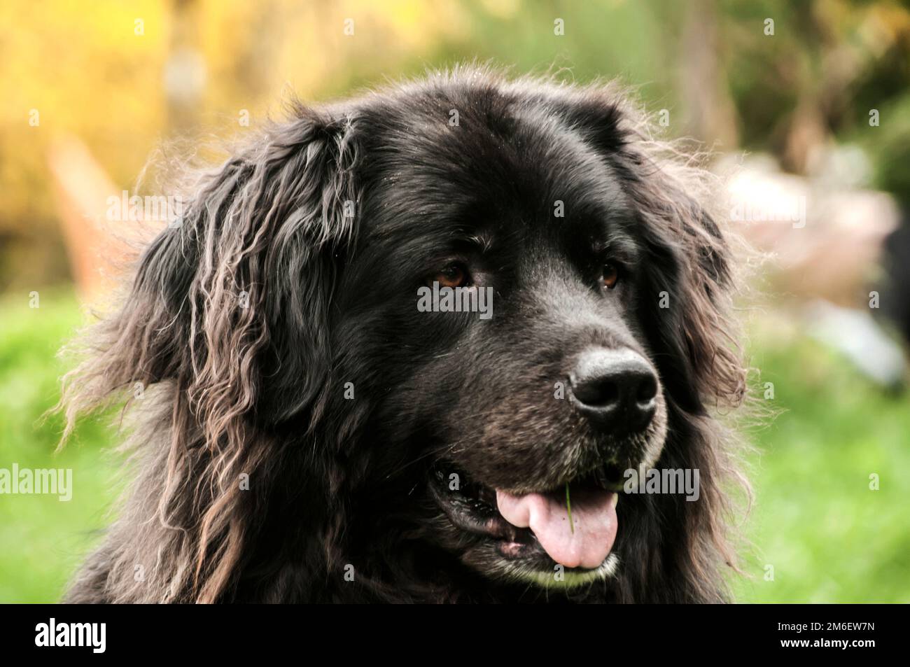 Newfoundland female dog head closeup in sunny day Stock Photo - Alamy