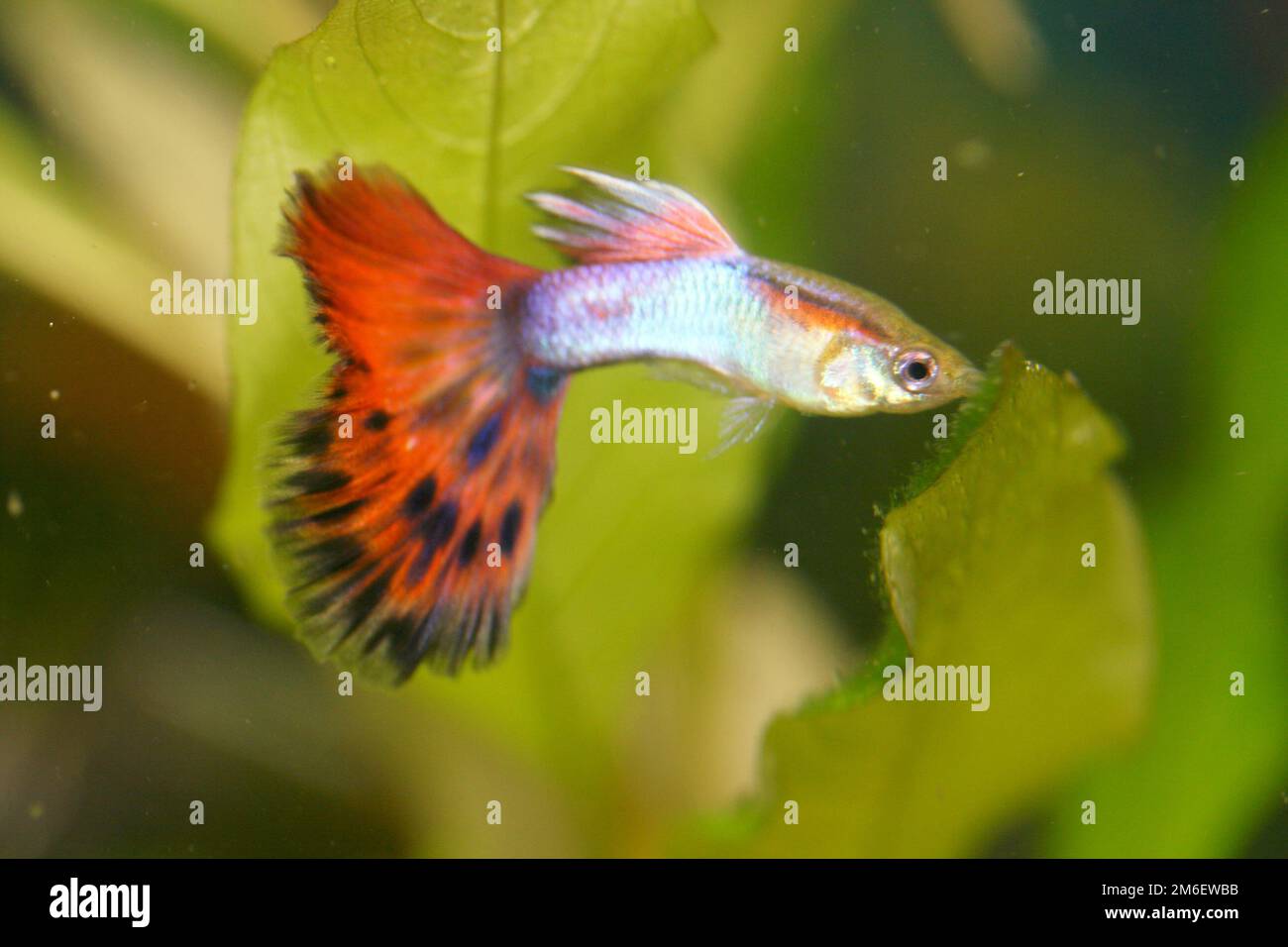 Guppy (Poecilia reticulata Stock Photo - Alamy