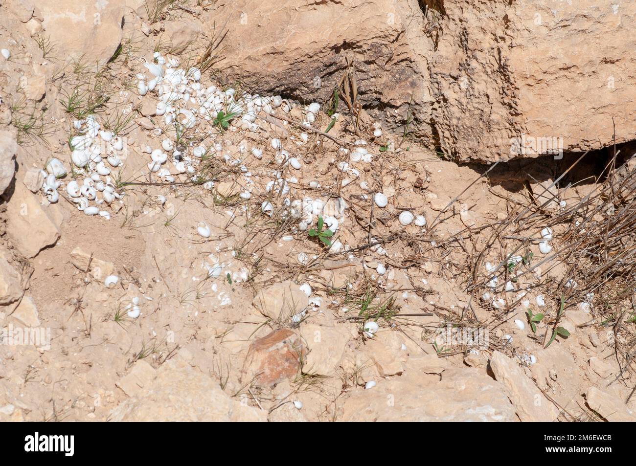 empty snail shells Hiking in the Negev Desert, Israel near the town of ...