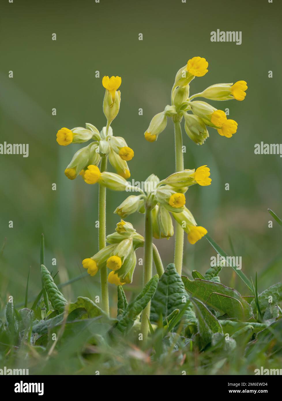Common Cowslip in a Meadow Stock Photo - Alamy
