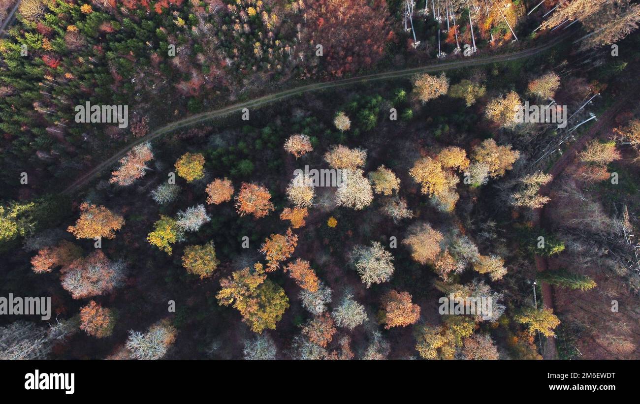 View into an autumn mixed forest hi-res stock photography and images ...