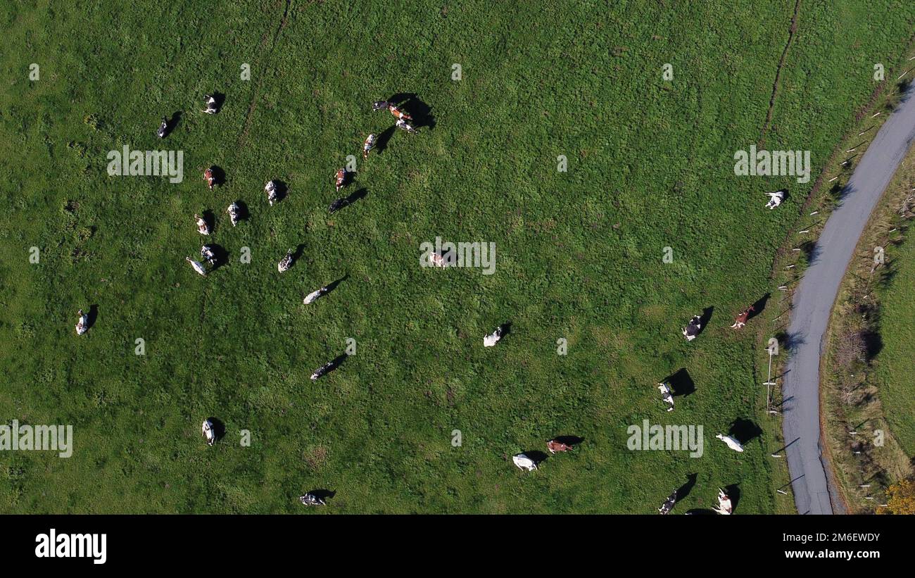 Aerial view cows hi-res stock photography and images - Alamy