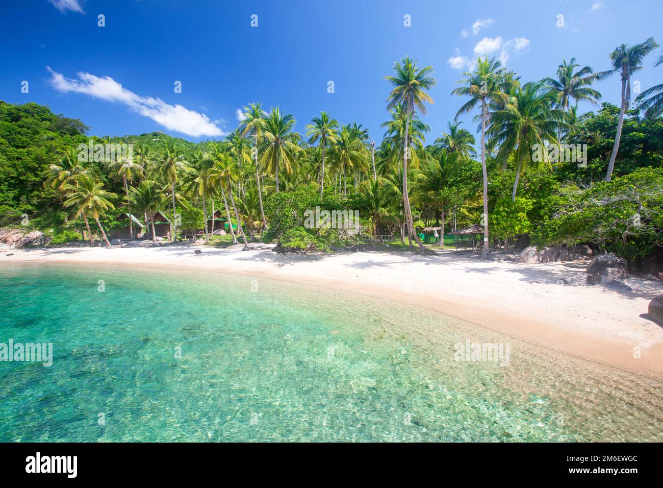 Tropical beach with coconut palm tree Stock Photo - Alamy
