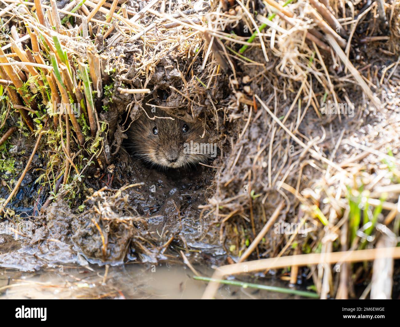 Water Vole Looking out a Burrow over Water Stock Photo - Alamy