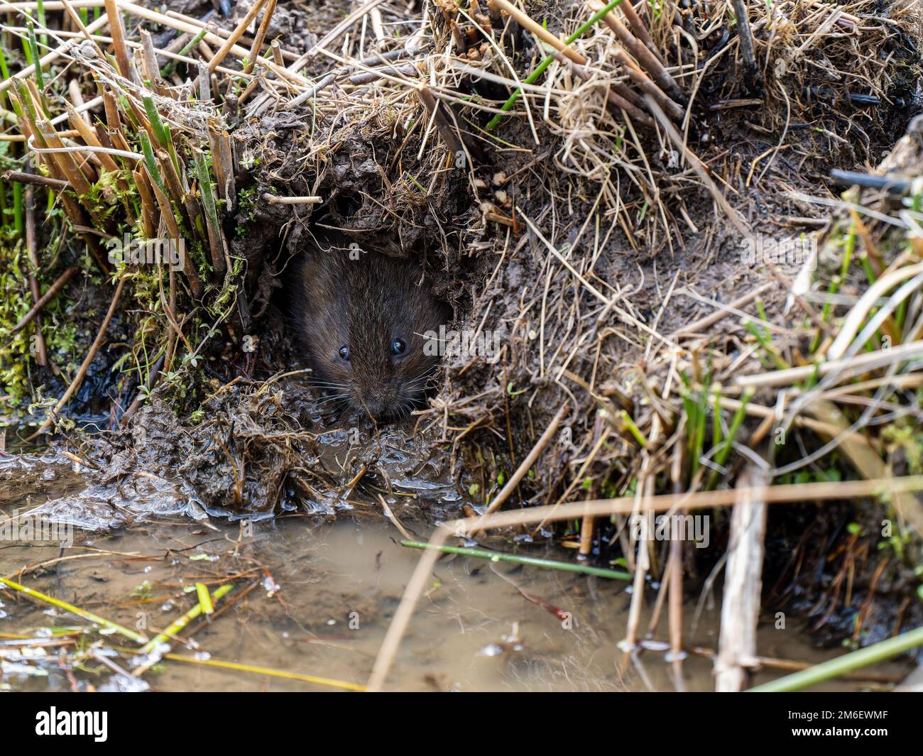 Water Vole Moving Grass out a Burrow over Water Stock Photo - Alamy
