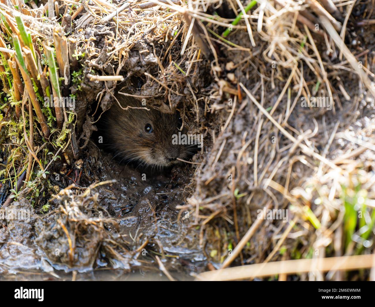 Water Vole Moving Grass out a Burrow over Water Stock Photo - Alamy