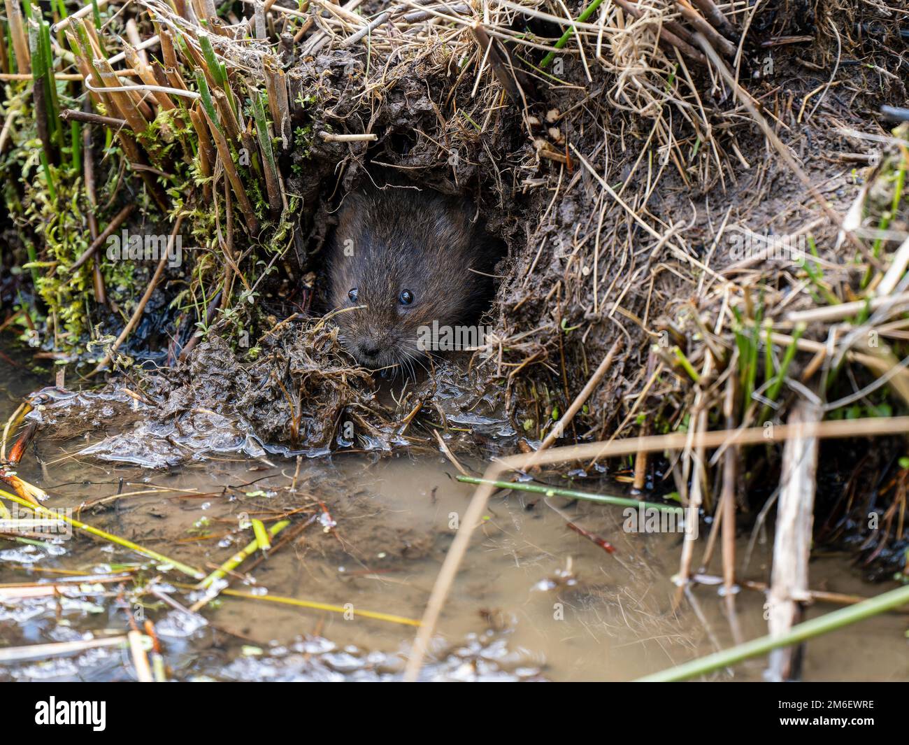 Water Vole Moving Grass out a Burrow over Water Stock Photo - Alamy
