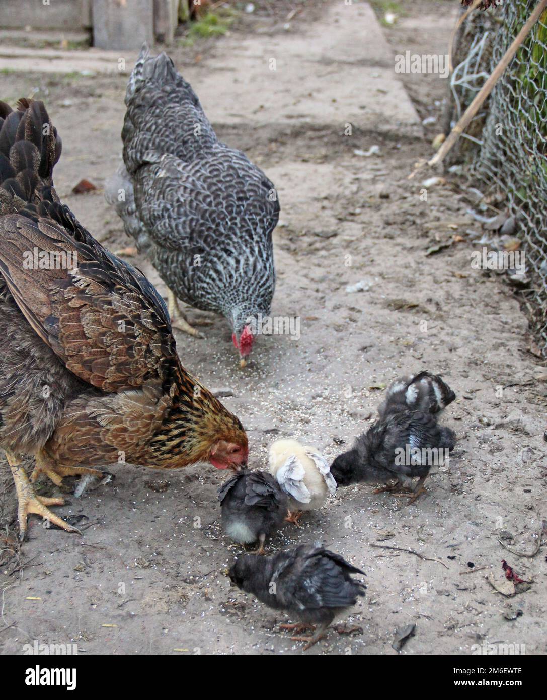 Hen with chicks pecking grain in poultry. Hen mother. Hen with chickens ...