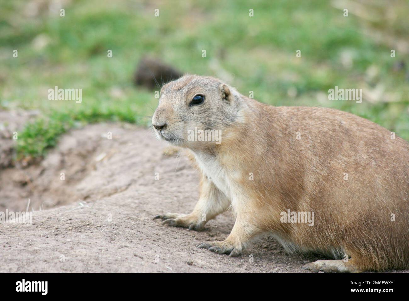 Prairie dog (Cynomys Stock Photo - Alamy