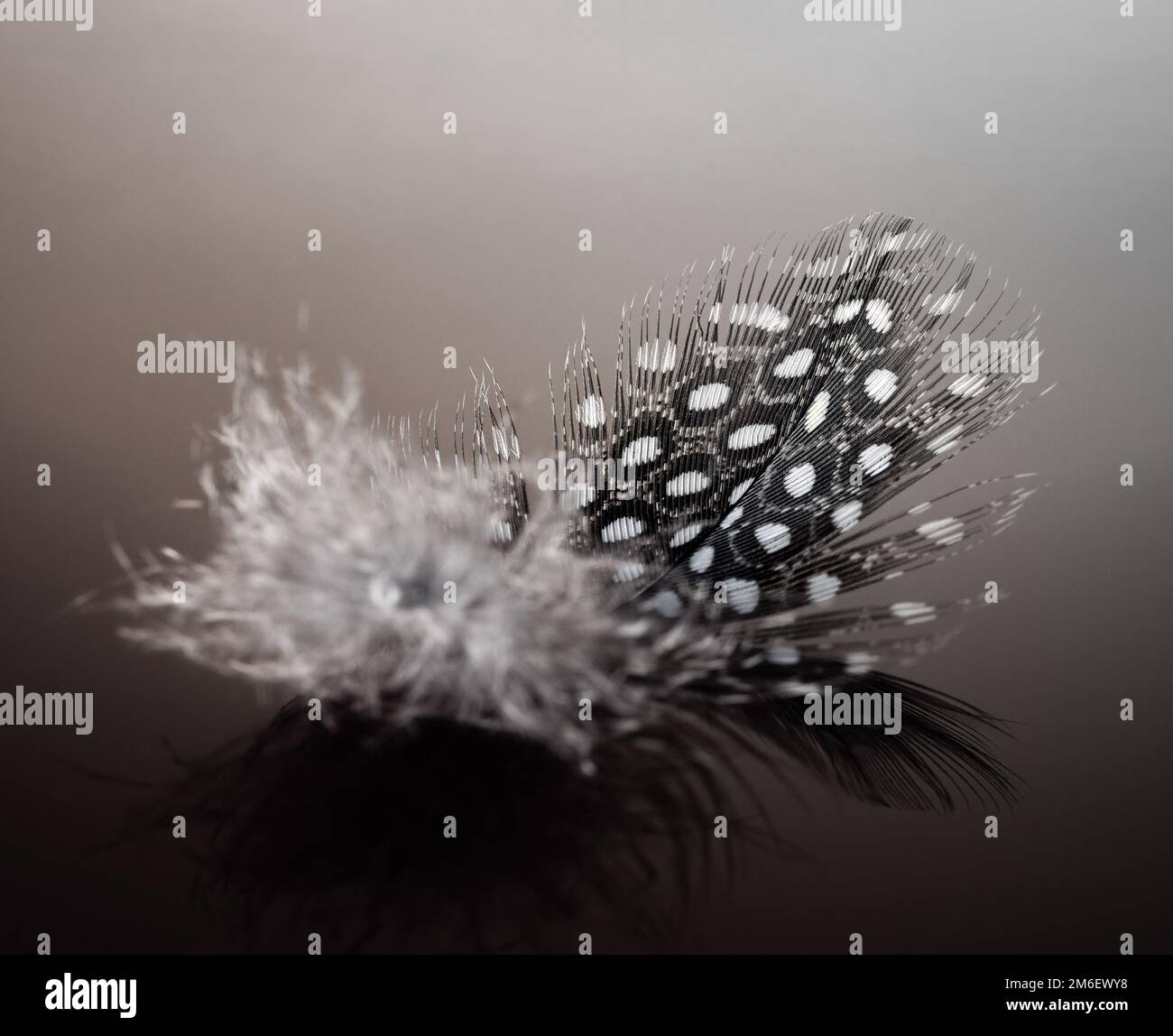 Reflection of bird feather hi-res stock photography and images - Alamy
